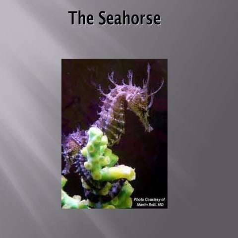 Seahorse presentation | PPTX