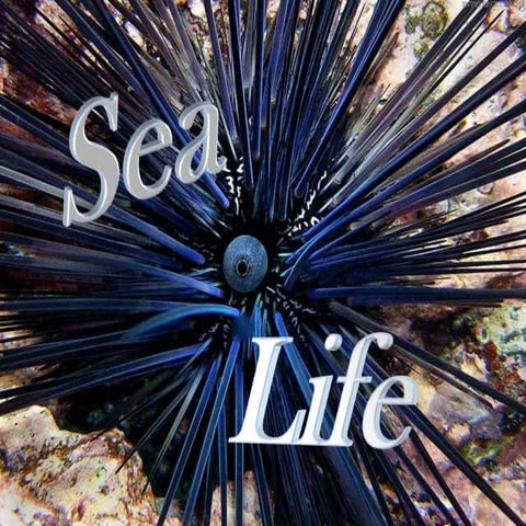 Sea life | PPT