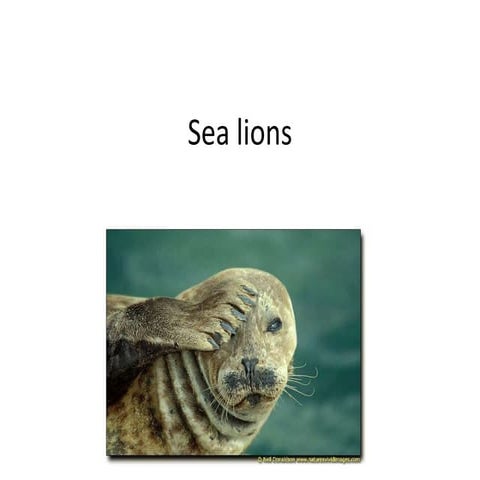 Sea Lions | PPTX