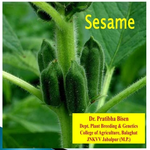 Seasame breeding, Crop Improvement kharif | PDF