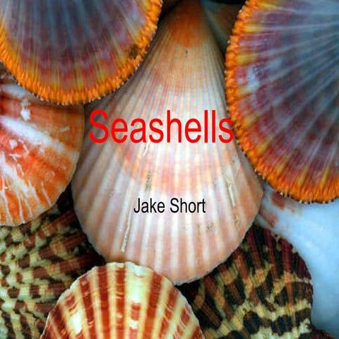 Seashells | PPT