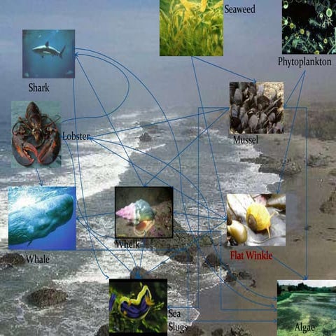 Seashore omg1 | PPTX | Geography | Science