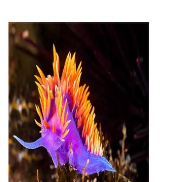 Sea Slug Slide Show (1).pdf