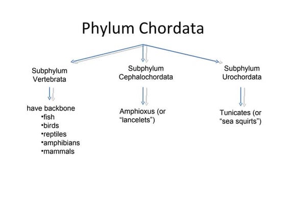Vertebrates chordata chart | PDF | Reptiles | Pets