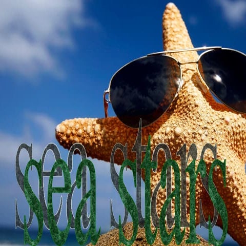 Sea stars | PPT