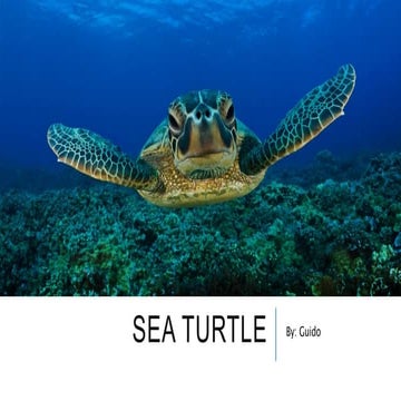 Sea turtle | PPTX