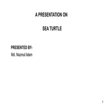 Sea turtle | PPT