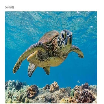 Sea turtle | PPT