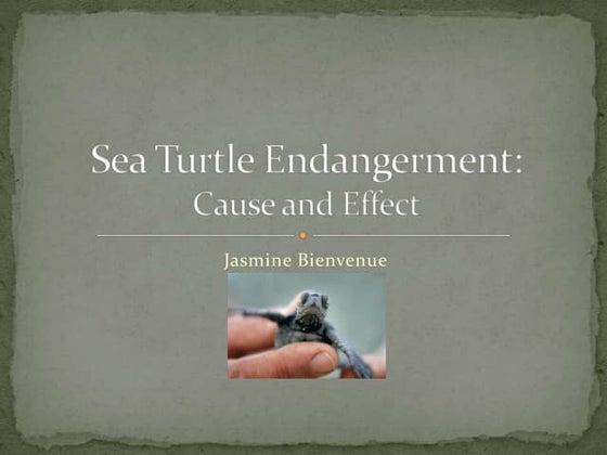 Sea Turtle Conservancy | PPT