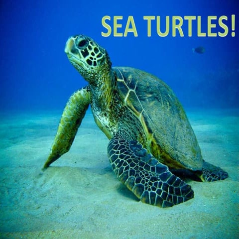 Sea turtle presentation | PPTX