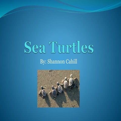 Sea turtles | PPTX | Reptiles | Pets