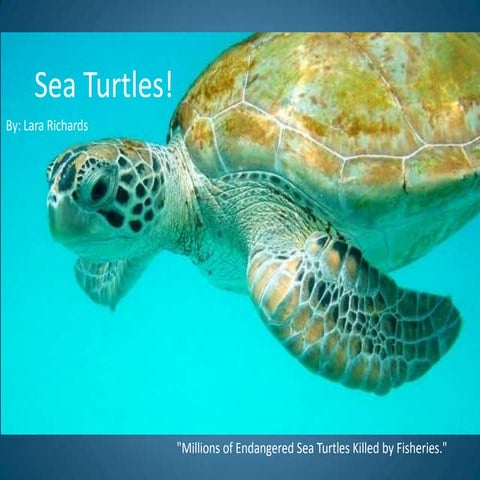 Sea turtles! | PPT