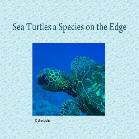 Sea Turtles A Species On The Edge | PPT