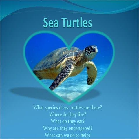 Sea turtles | PPT