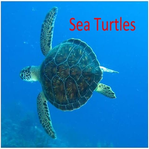 Sea turtles powerpoint | PPT