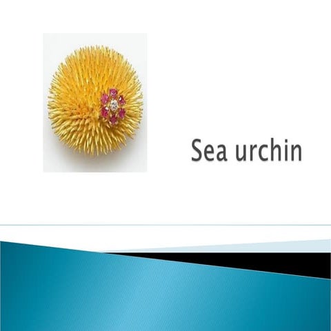 Sea urchin | PPT