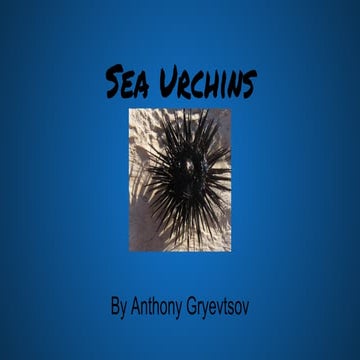 Sea Urchins | PDF