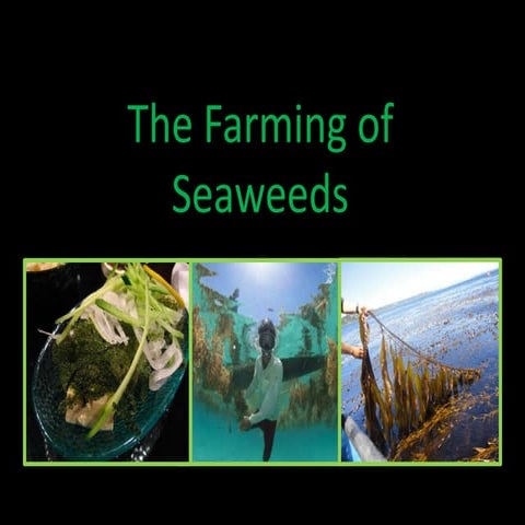 Seaweed grow-out culture | PPT