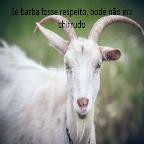 Se barba fosse respeito, bode não era | PPTX