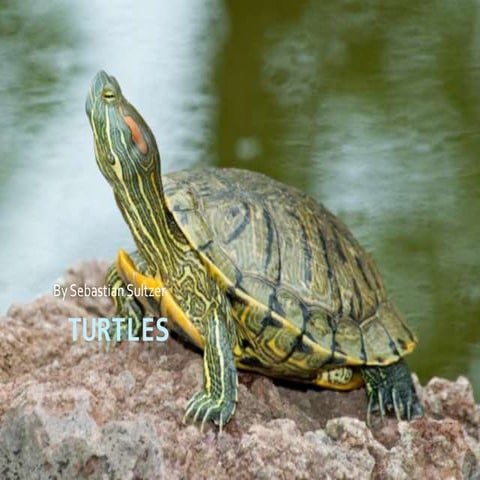 Turtles | PPTX | Reptiles | Pets