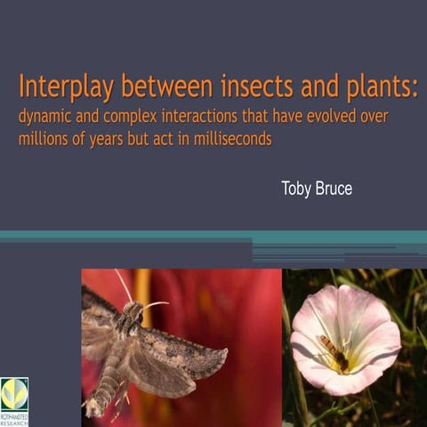 Seb bruce insect-plant interactions | PPTX