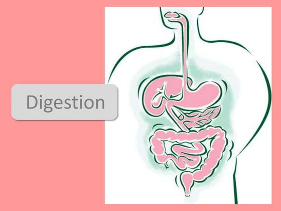 Digestive System Flow Chart | PPTX | Food & Drink