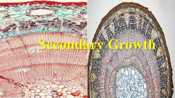 Anamalous secondary growth | PPTX | Gardening | Home & Garden