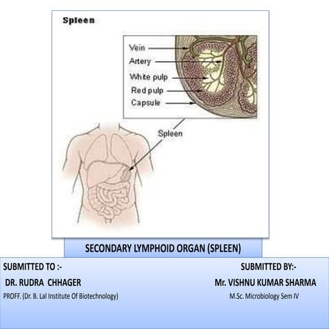Spleen anatomy | PPTX