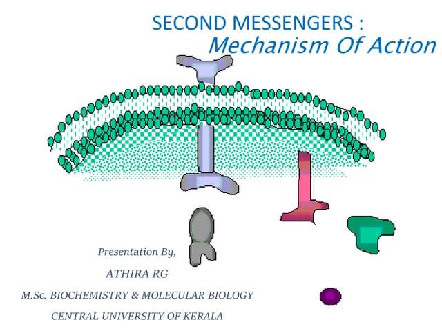 Cyclic amp pathway | PPT
