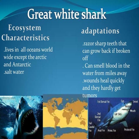 Marine science project | PPT