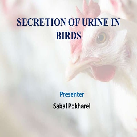 Secretion of urine in birds | PPTX