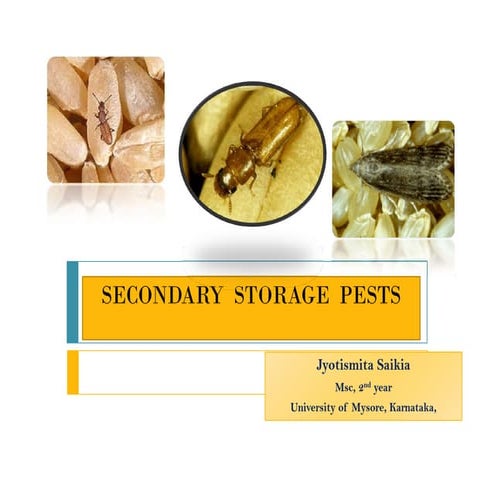 Storage Grain Pests : Secondary storage Pests | PDF