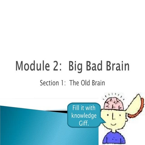 Introduction To The Brain | PPT