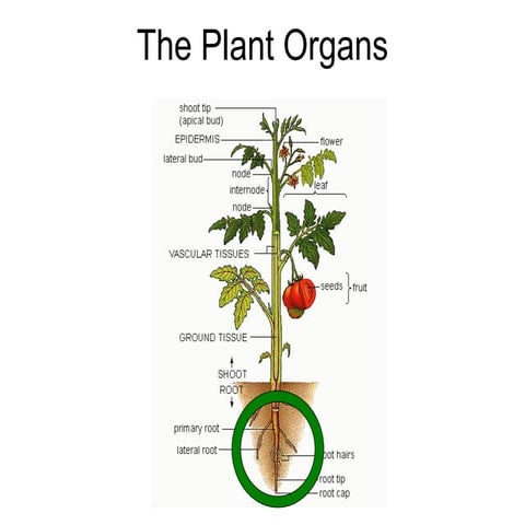 TYPES OF ROOTS FOR BOTANY CLASS DISCUSSION | PDF