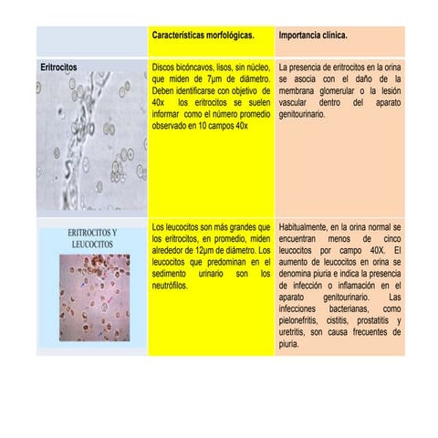 BACTERIAS , PARASITOS Y LEVADURAS EN LA ORINA | DOCX