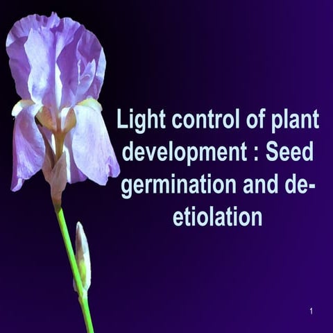Seed germination | PPT | Gardening | Home & Garden