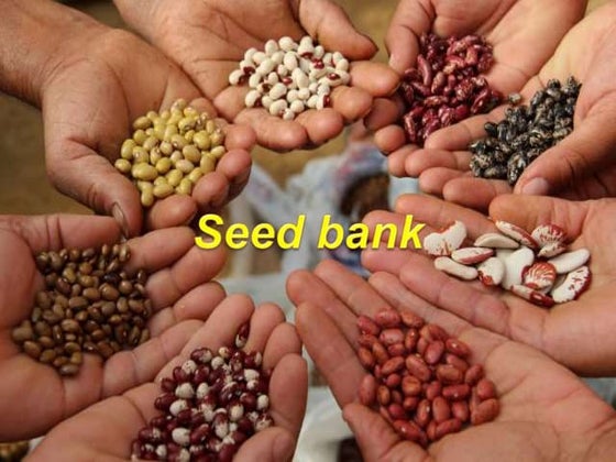 Classification of seeds | PDF