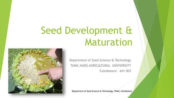 Stages of seed development | PPTX | Agriculture | Industries