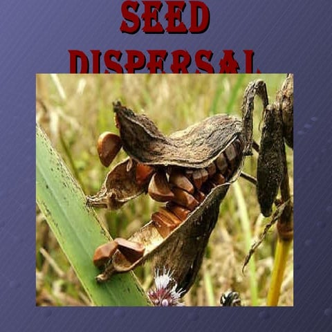 Seed Dispersal | PPT