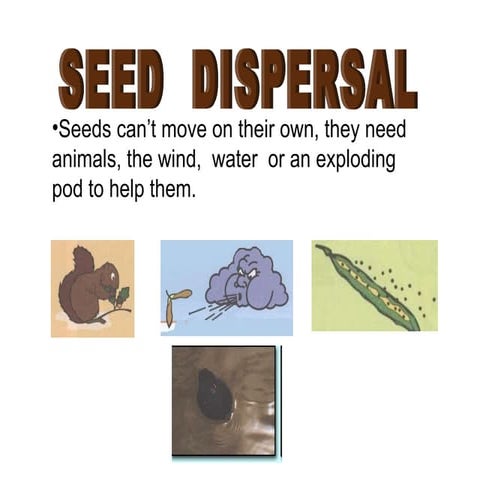 HOW SEEDS ARE DISPERSED | PPT