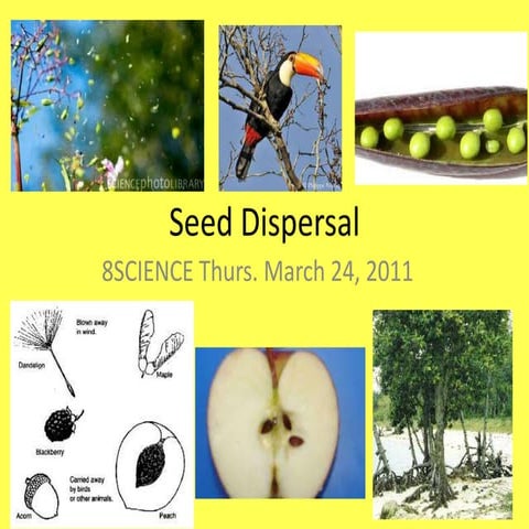Seed dispersal | PPTX