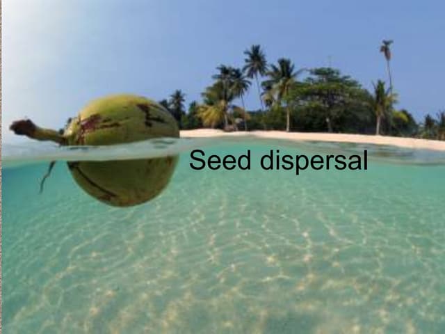 Mechanisms of seed dispersal | PPT