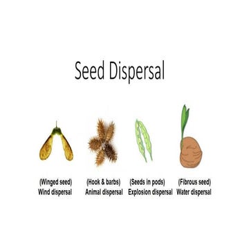 Seed dispersal is the process by which seeds are spread | PPTX