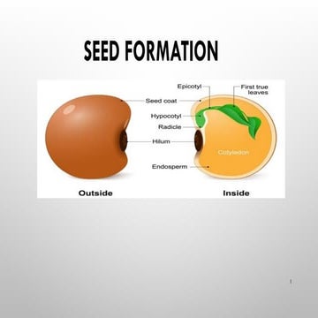 Seed formation, seed germination, seed formation | PPTX