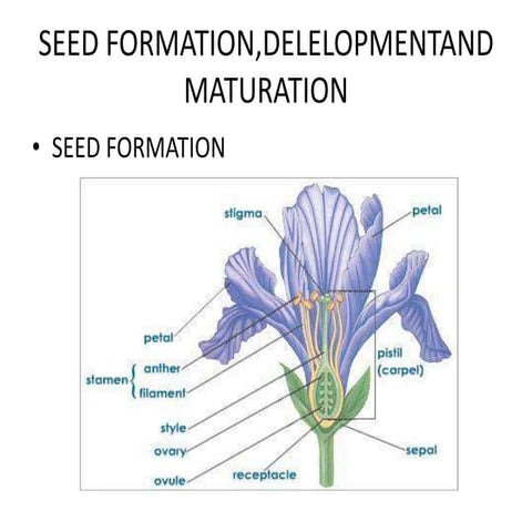 seed formation and maturation process.pptx