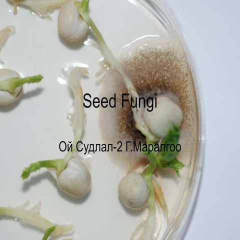 Seed fungi | PPTX