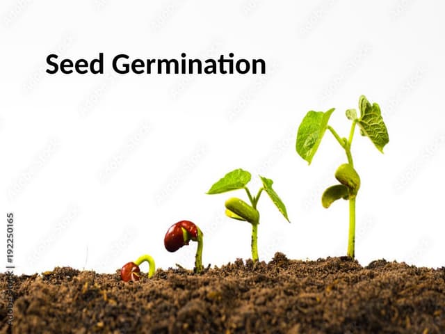 Stages of seed development | PPTX