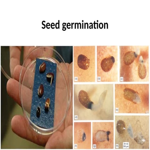 Process of Germination in Dicot and Monocot.pptx