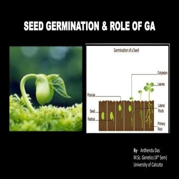 Seed Germination & Role of GA | PPTX