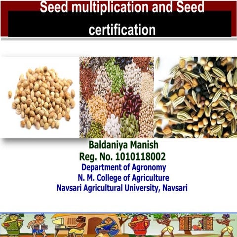 Classes of Seeds / Classification of Seeds / Category of Seeds | PPTX
